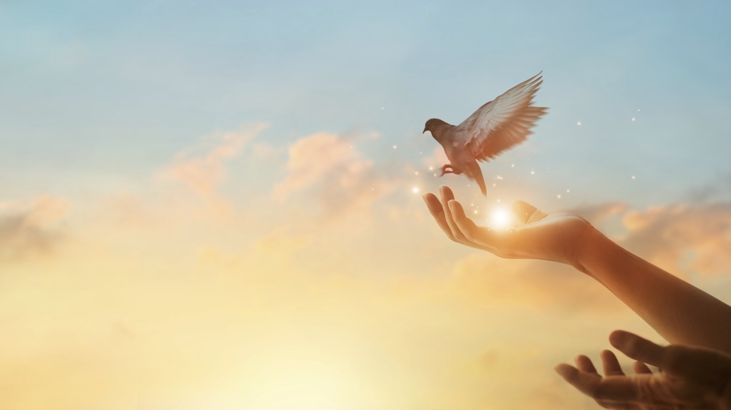 Understanding self-forgiveness: insights from an ACT therapy poll ...